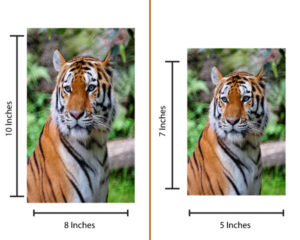 How Big is a 5x7 photo? | A Detailed Explanation